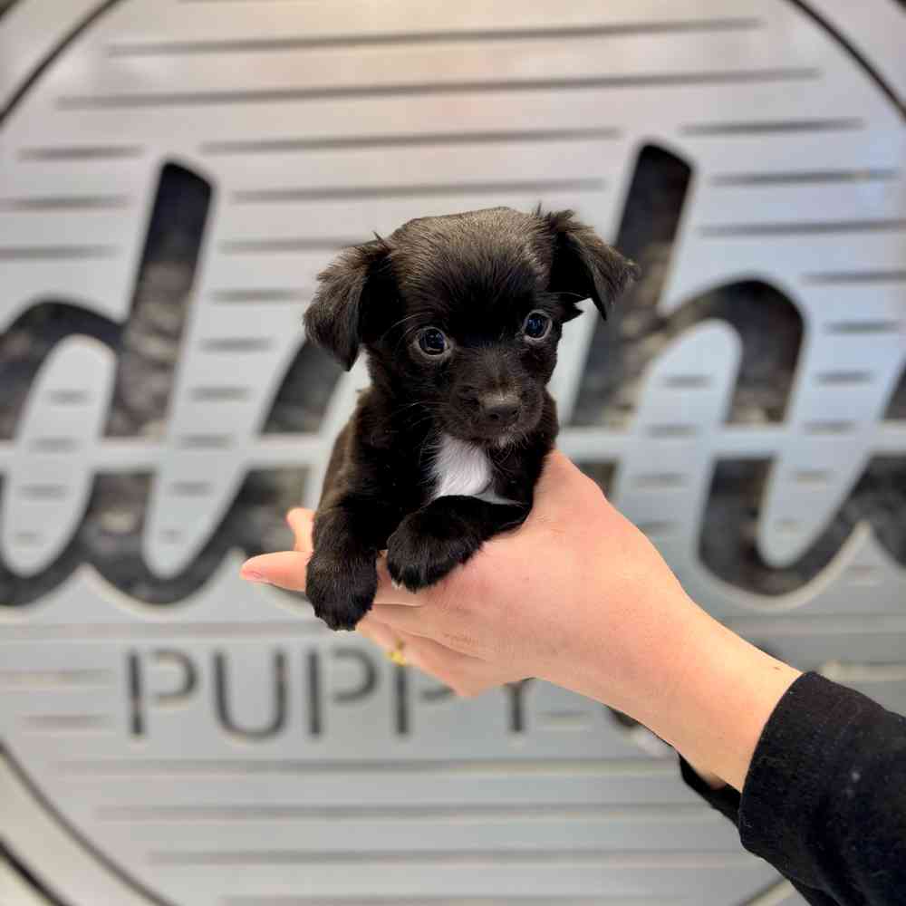 Available puppies