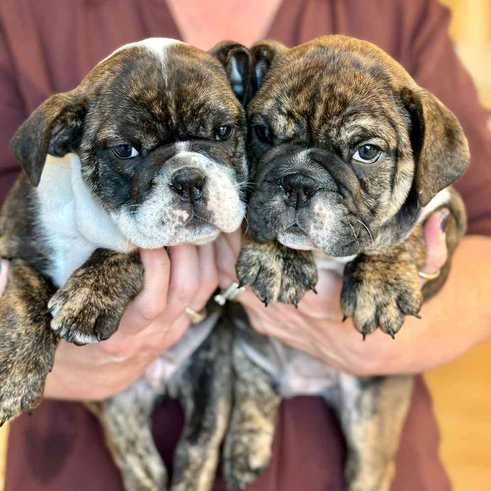 English Bulldog For Sale | Idaho Puppy - Coeur d'Alene