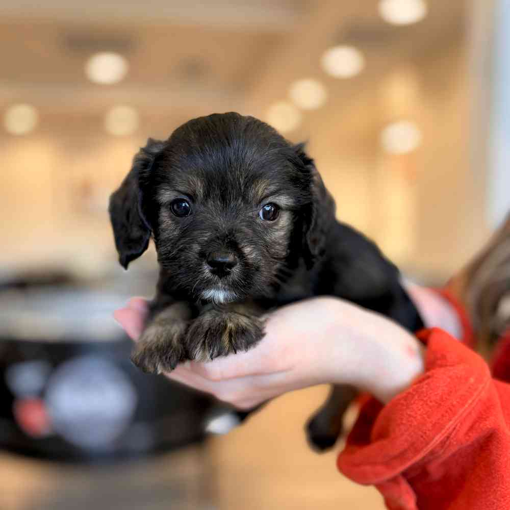 Available puppies