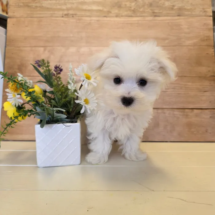 Maltese For Sale | Idaho Puppy - Coeur d'Alene